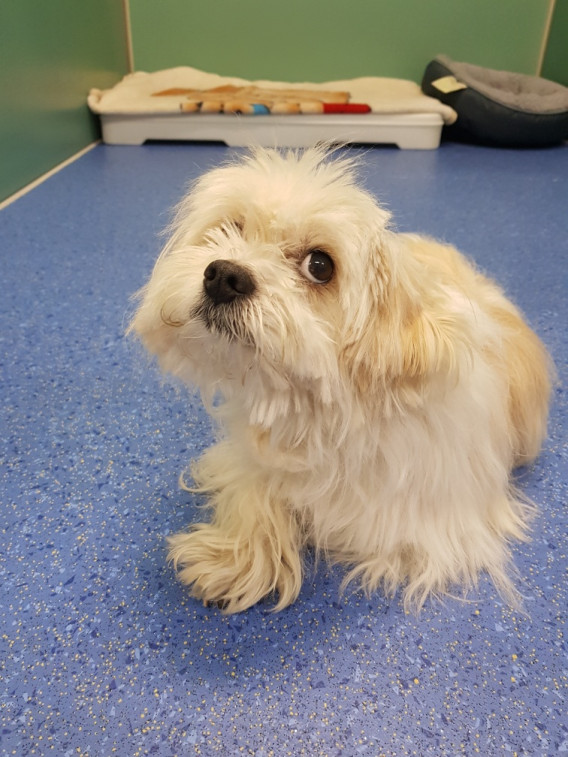 Lost Animals | Wyndham City
